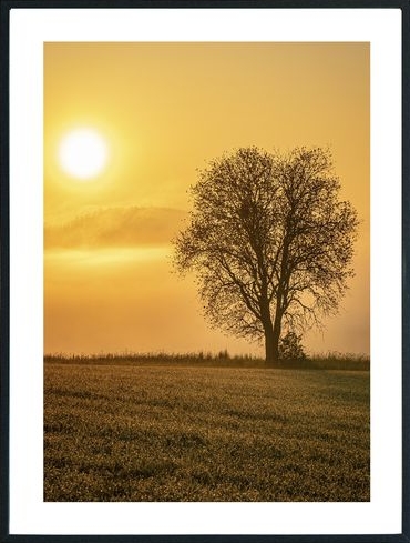 Posterworld - Motiv Lonely Tree - 70x100 cm - 78 DKK - Posters ...