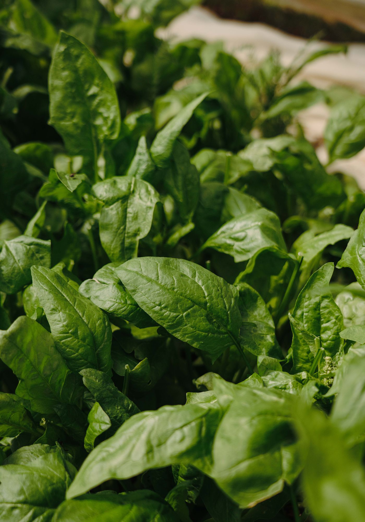 Plakat - Grønt blad - 189 DKK - Posters - Trendrum.dk